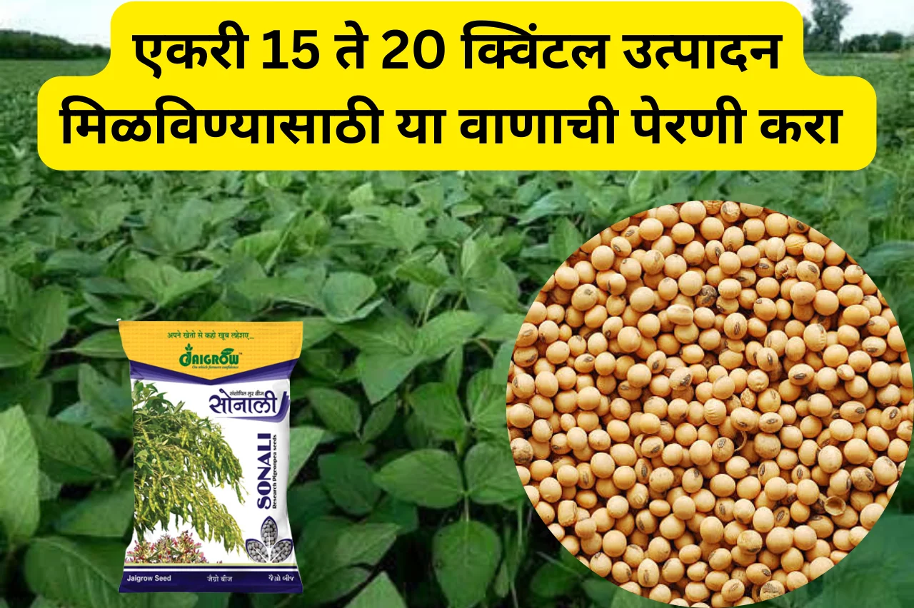 शेतकरी मित्रांनो यावर्षी सोयाबीनच्या या वाणाची पेरणी करा, एकरी 15 ते 20 ...