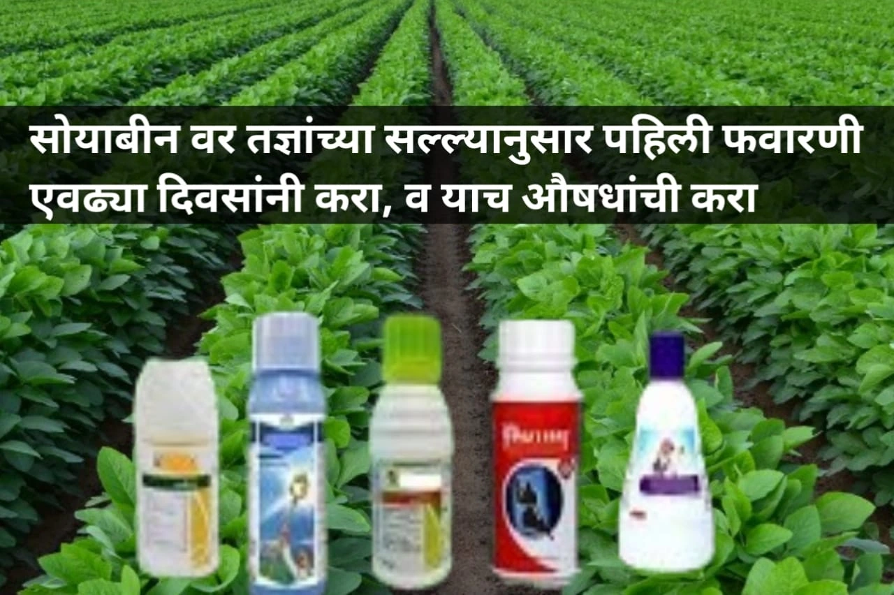 Soybean Favarni: तुमच्या शेतामध्ये सोयाबीन आहे, तर मग तज्ञांच्या ...